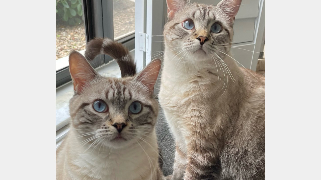 Distinguished Banking Leader Jennifer Starkey Balances Professional ...