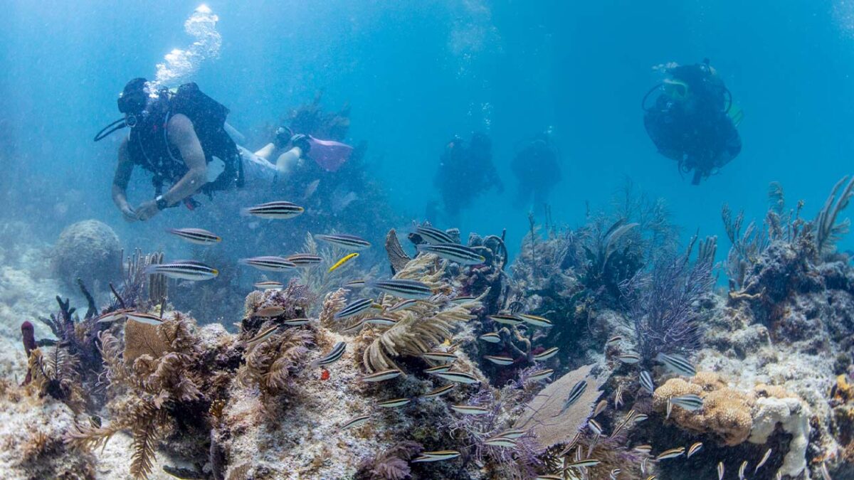 Underwater Exclusive - S. Florida Business & Wealth